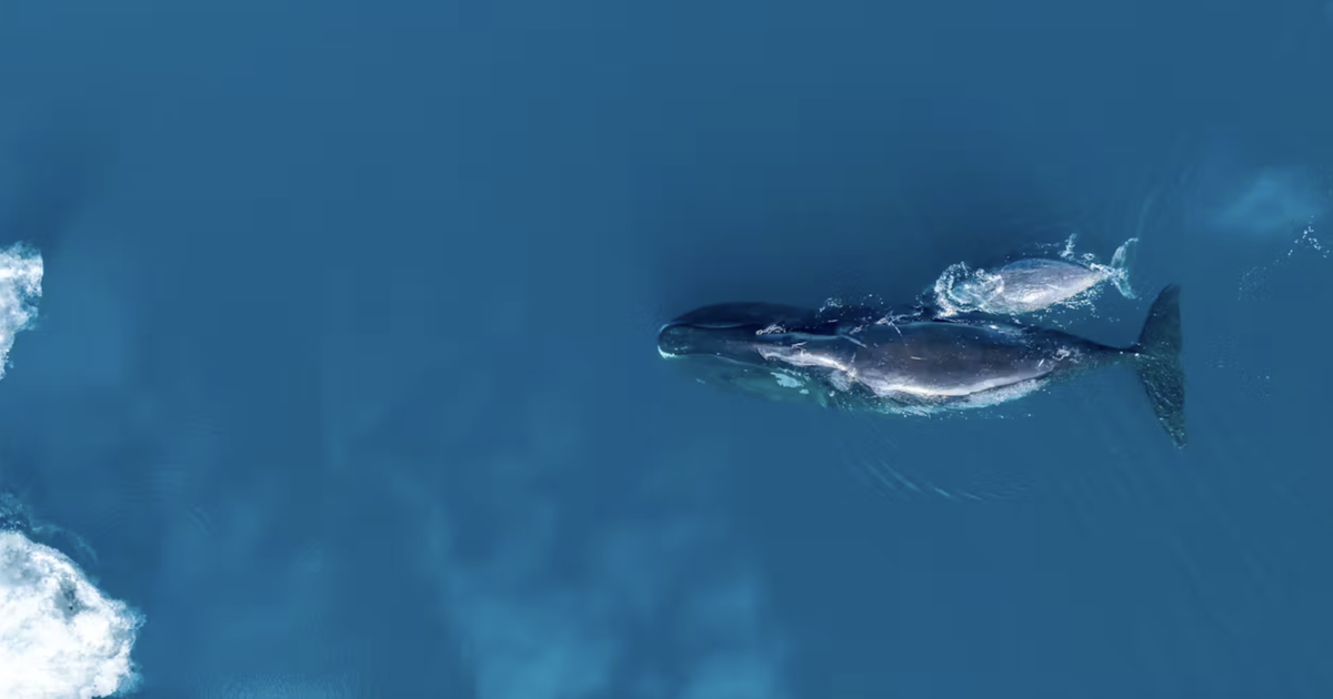 Commercial whaling and climate change are inhibiting evolutionary ...