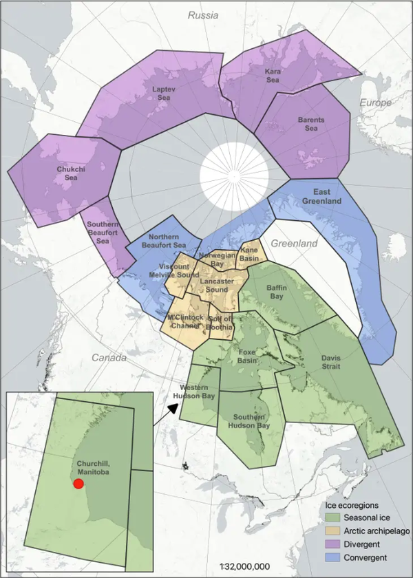 How geography plays a role in the different ways polar bears are ...