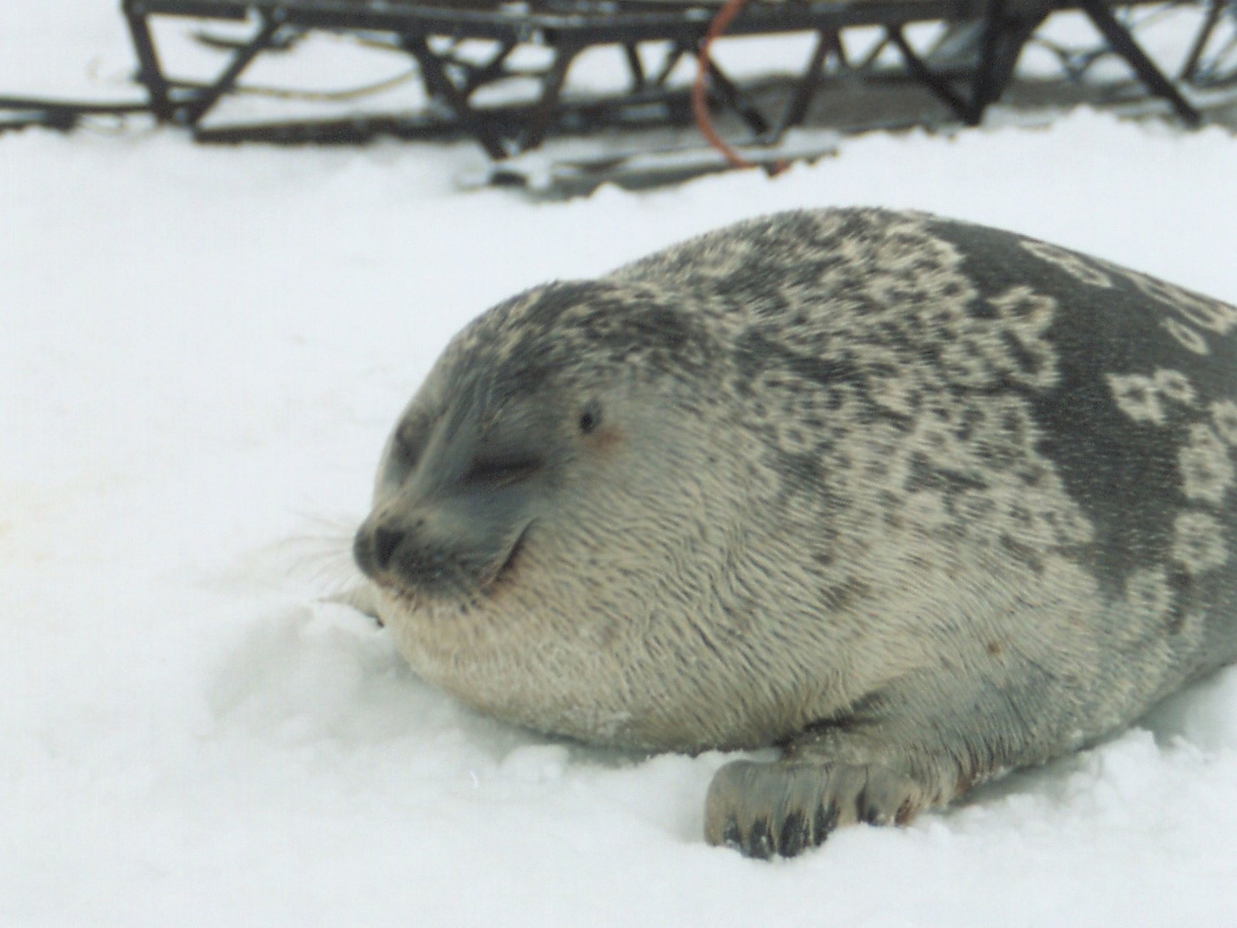 Habitat Modelling with Indigenous Knowledge: Seal Study Focuses on ...