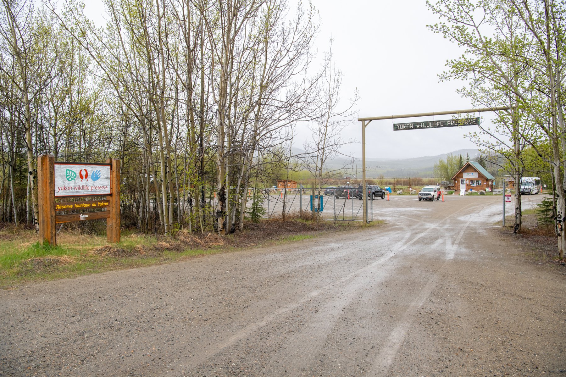 “A Kind of Charmed Life” Baby bison have it good in the Yukon—if they ...