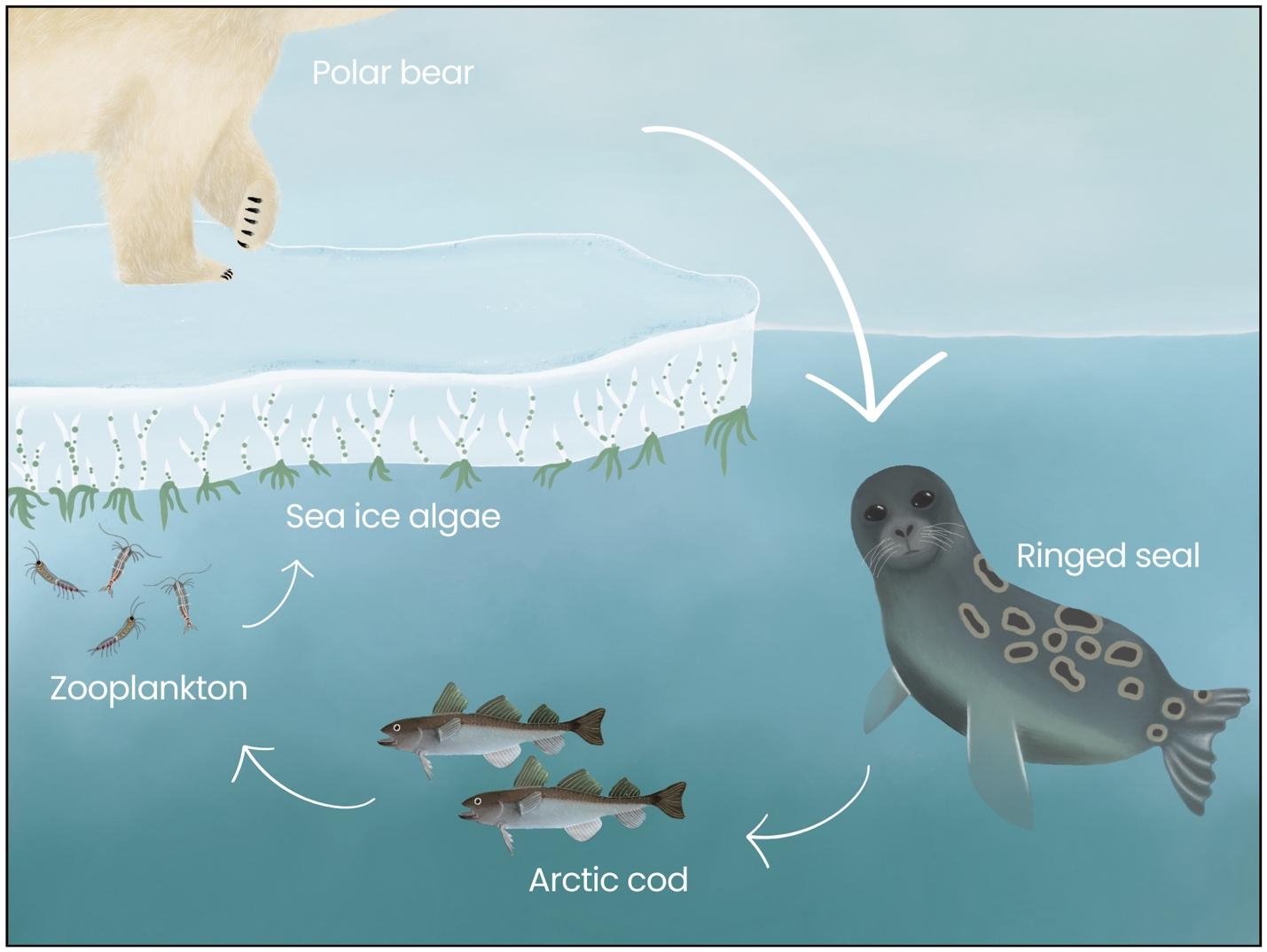 The Global Importance of Arctic Sea Ice, and the Health of the Arctic ...