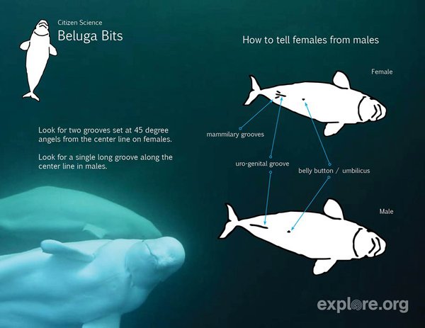 Beluga Cam Returns | Arctic Focus