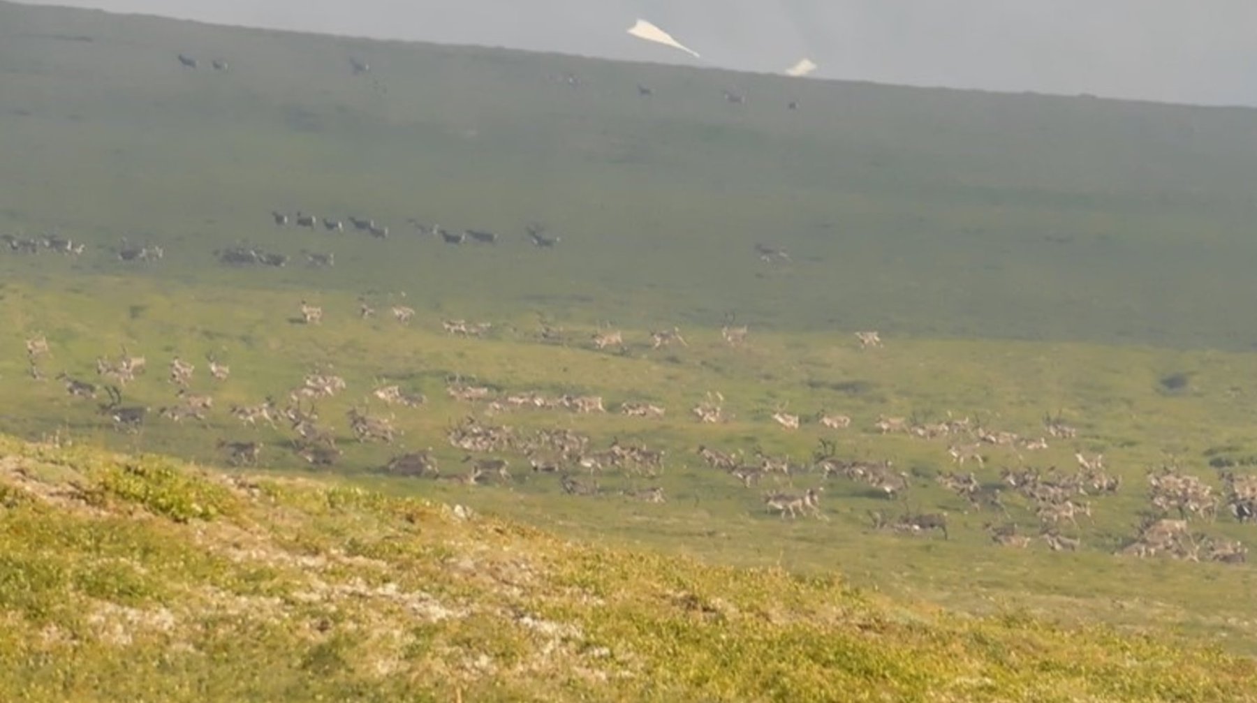 Chasing caribou across a changing Arctic | Arctic Focus