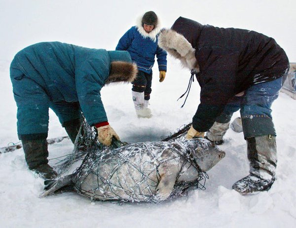 Inuit hunting methods Arctic - NativeHistory.Info