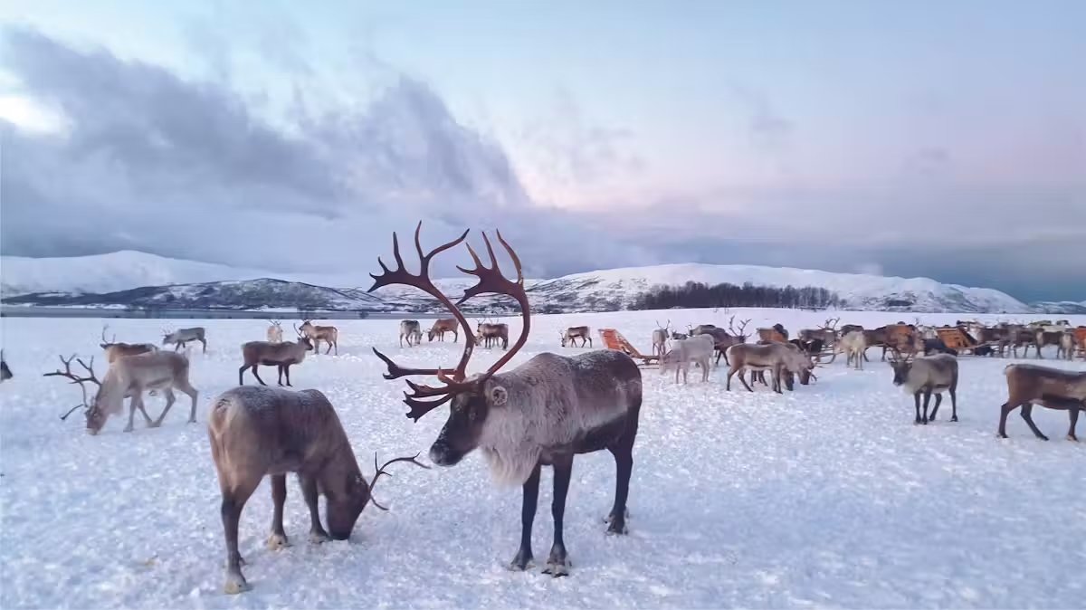 Improving Arctic Food Security Through DNA Science and Respectful ...