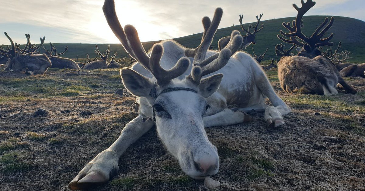 The Stunning Secret of Reindeer Eyes: How Nature Tunes Their Vision for ...