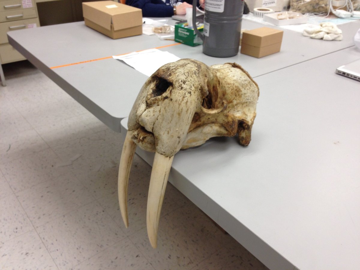 Pacific walrus populations resilient in face of 150 years of ...