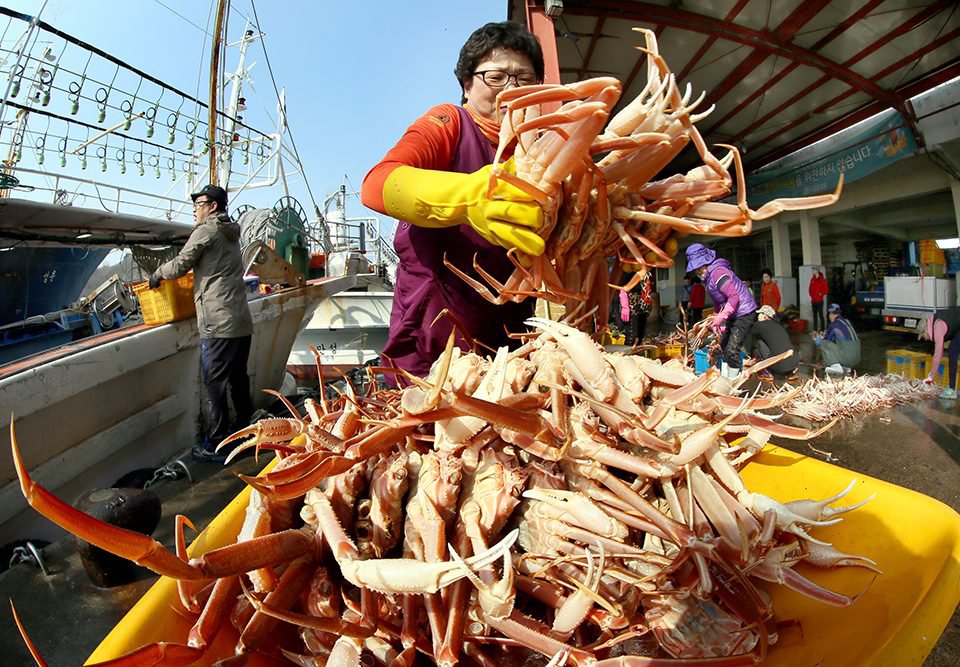 Snow Crabs and the Complexities of Climate Change | Arctic Focus